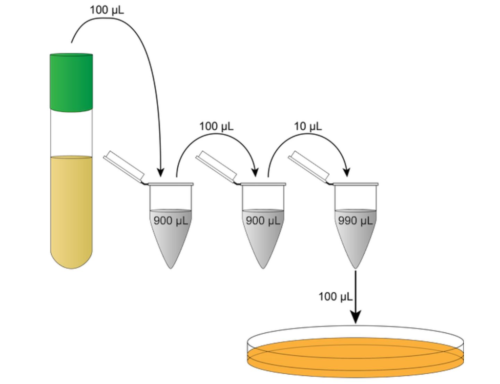 Solved You carry out the following serial dilution and | Chegg.com