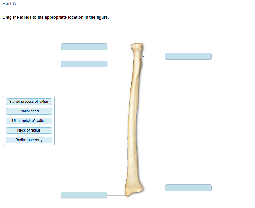 Solved Part ADrag the labels to the appropriate location in | Chegg.com