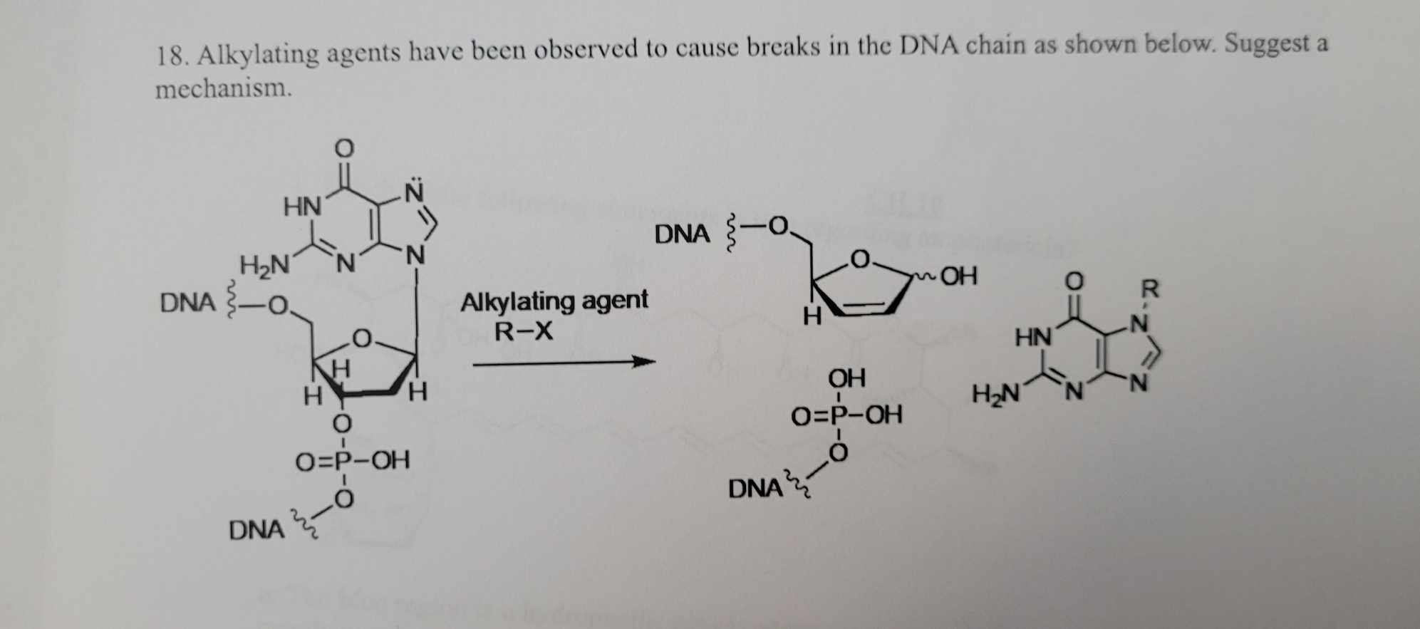 Solved Alkylating agents have been observed to cause breaks | Chegg.com
