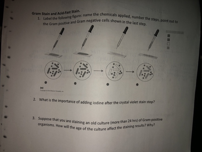 Solved Stain m the chemicals applied, number the steps, | Chegg.com