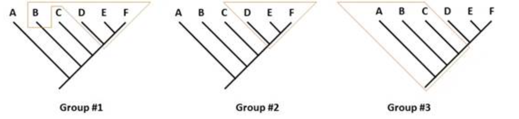 Solved Identify the type of taxonomic group represented by | Chegg.com