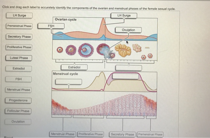 Solved Click and drag each label to accurately identify the | Chegg.com