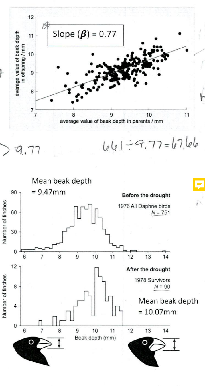 Solved apply the breeders equation to estimate the selected | Chegg.com