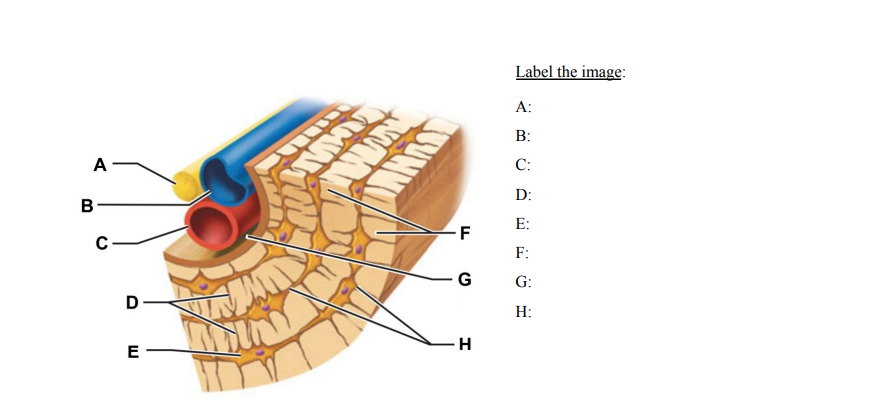 Part II: Bones of the axial skeleton and appendicular | Chegg.com