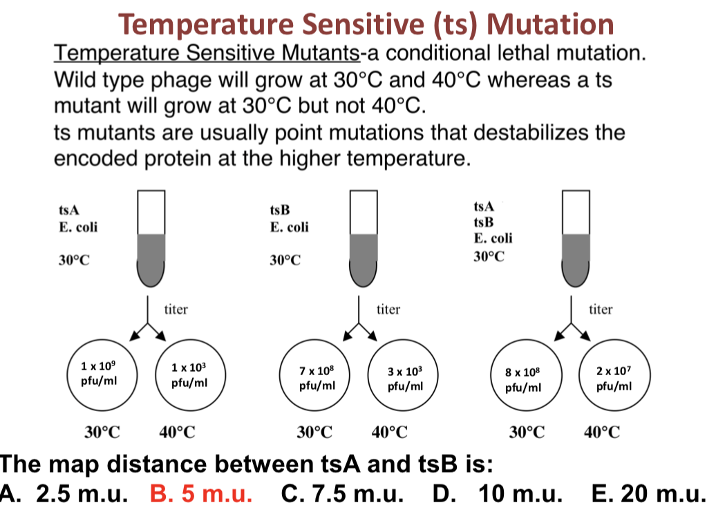 Solved Temperature Sensitive Ts Mutation Temperature