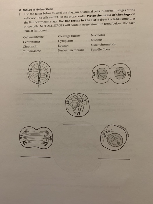 Solved D. Mitosis in Animal Cells 1. Use the terms below to | Chegg.com