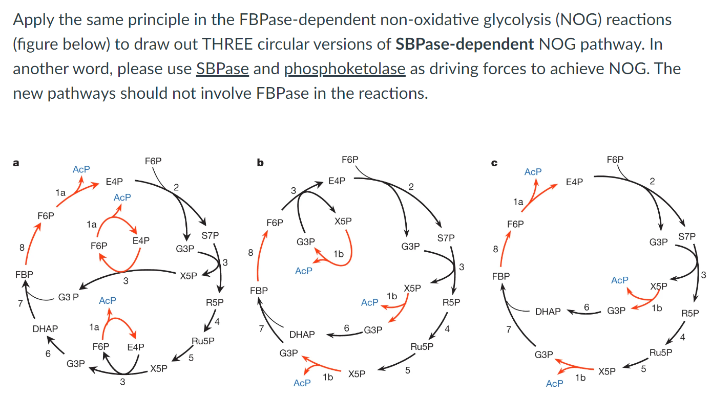 Apply the same principle in the FBPase-dependent | Chegg.com