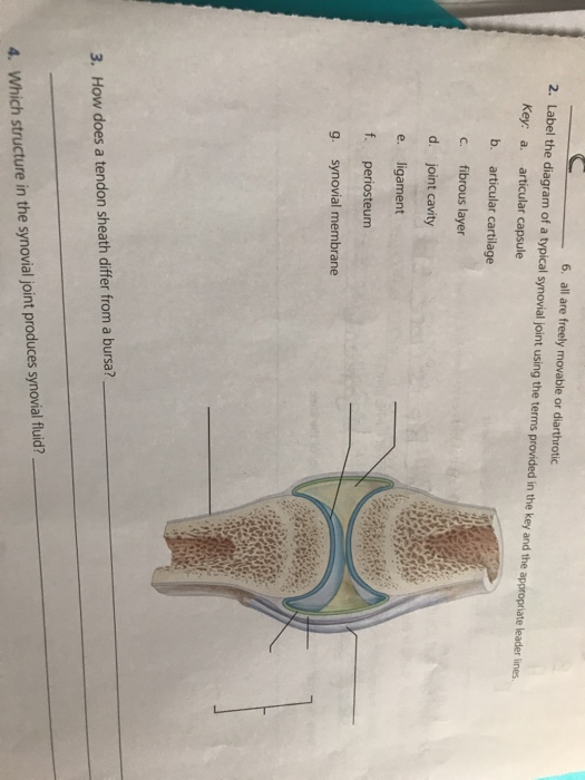 Solved 6. all are freely movable or diarthrotic 2. Label the | Chegg.com