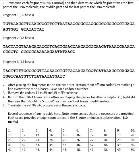 Solved 1. Transcribe each fragment (DNA mRNA) and then | Chegg.com