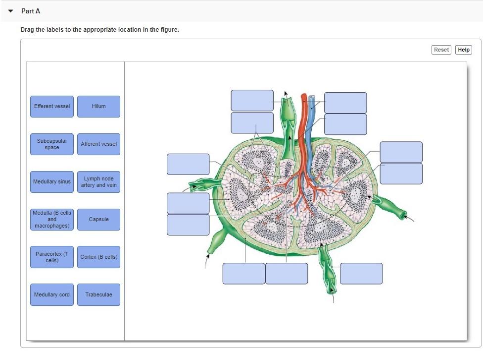 Solved Part A Drag the labels to the appropriate location in | Chegg.com