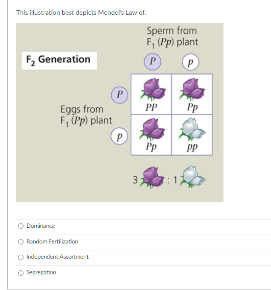 Solved This illustration best depicts Mendel's Law of: Sperm | Chegg.com