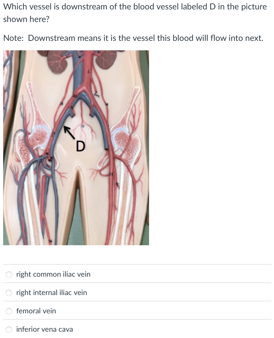 Solved Which vessel is downstream of the blood vessel | Chegg.com
