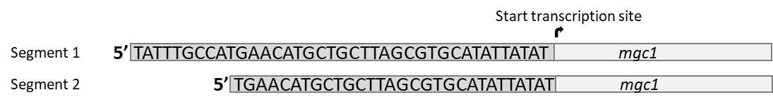 Solved The mgc1 (magic) gene encodes for a membrane protein | Chegg.com