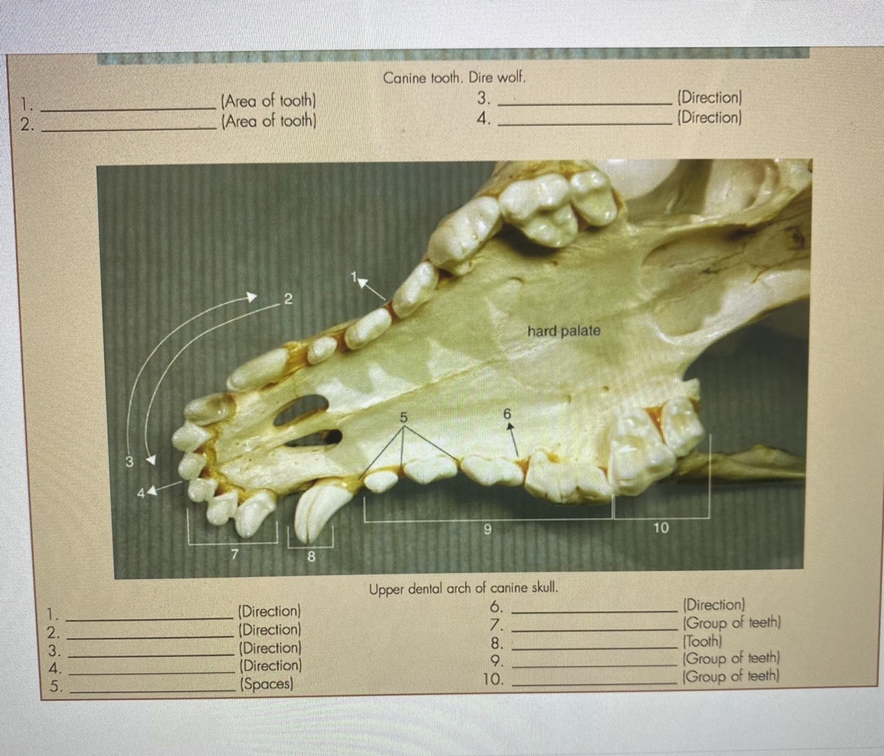 Solved Canine tooth. Dire wolf. 1. (Area of tooth) 3. | Chegg.com