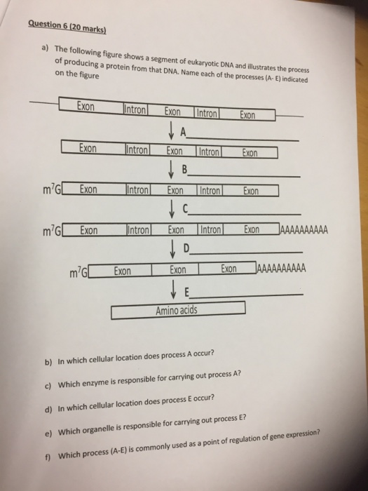Solved The following figure shows a segment of eukaryotic | Chegg.com