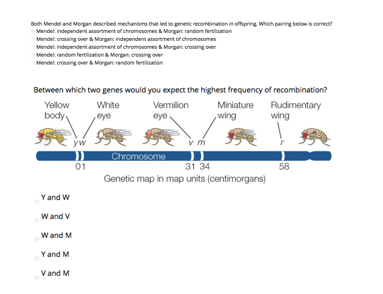 Solved Both Mendel and Morgan described mechanisms that led | Chegg.com