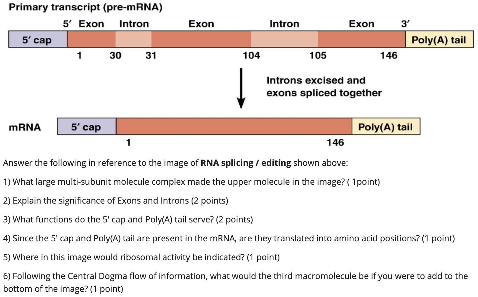 Solved Exon Intron Exon Primary transcript (pre-mRNA) 5' | Chegg.com