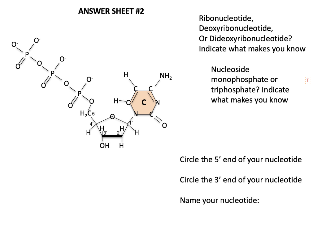 Solved ANSWER SHEET #2 Ribonucleotide, Deoxyribonucleotide, | Chegg.com