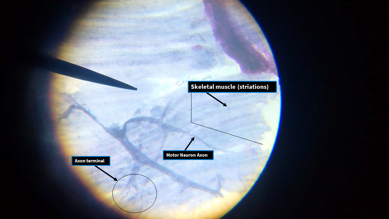 Solved Are these labeled correctly? Its a picture I labeled | Chegg.com