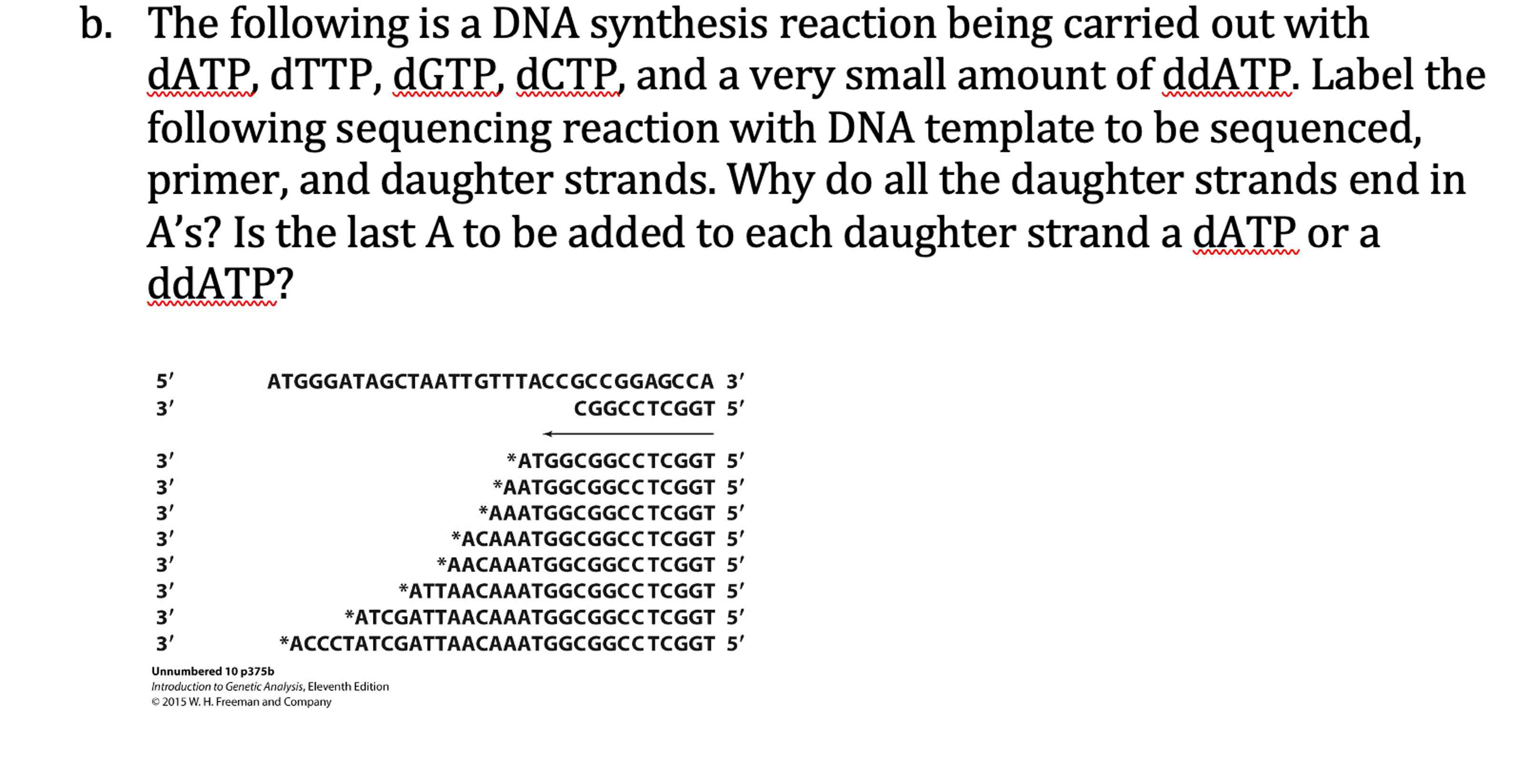 The following is a DNA synthesis reaction being | Chegg.com