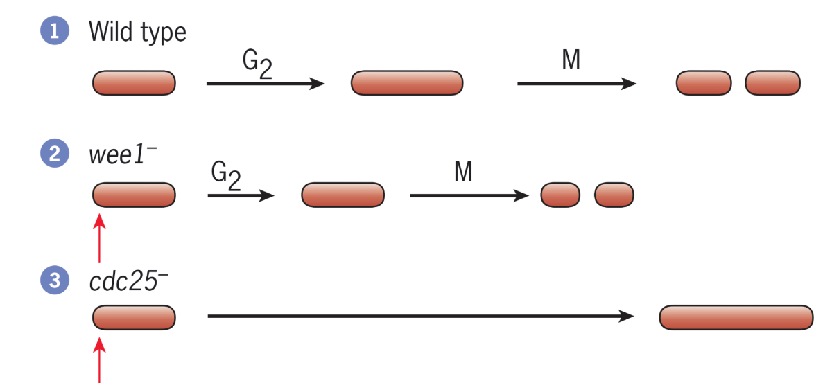Solved We looked at how the role of the MPF complex was | Chegg.com
