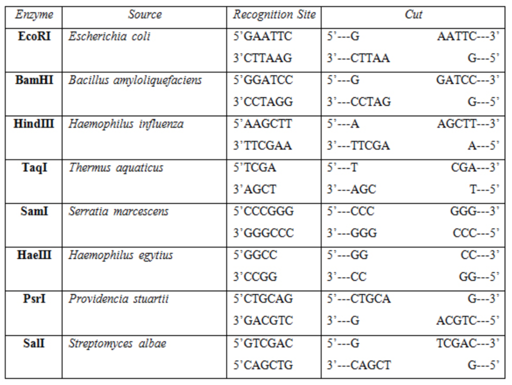Solved The Following Dna Fragment Contains A Palindromic 