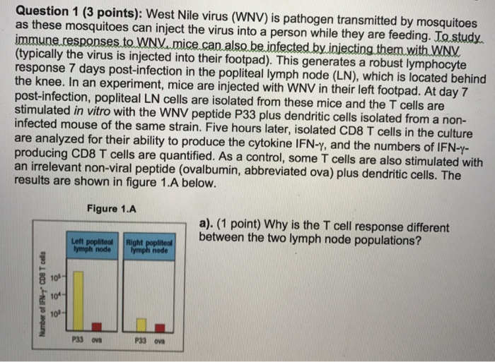Solved Question 1 (3 points): West Nile virus (WNV) is | Chegg.com