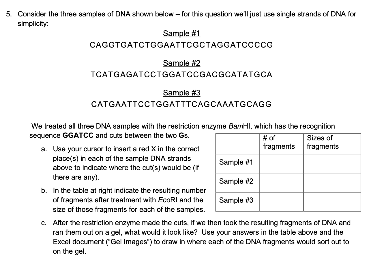 Solved Consider the three samples of DNA shown below - for | Chegg.com