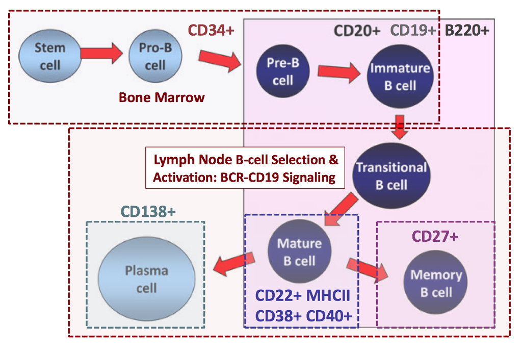 Solved B cell development relies on a number of | Chegg.com