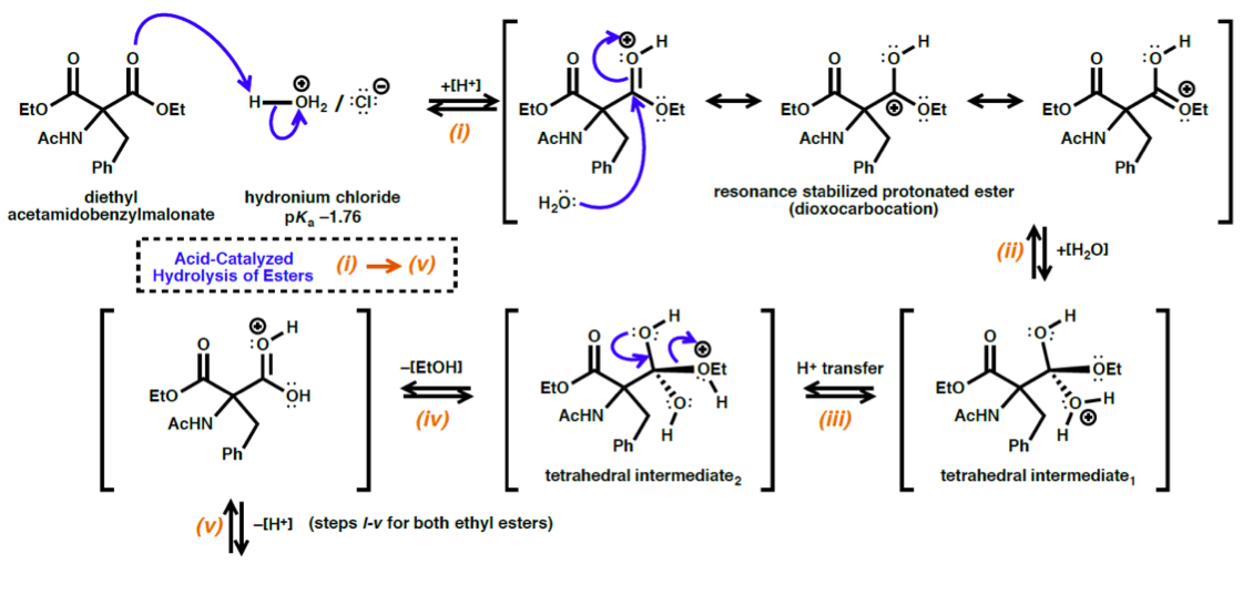 Solved 1. Please draw the overall SNAc hydrolysis and | Chegg.com