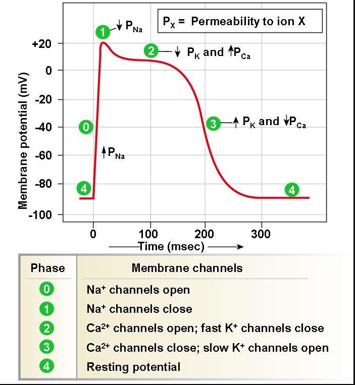 Solved SPECIFICS Typical action potential of a SLOW response | Chegg.com