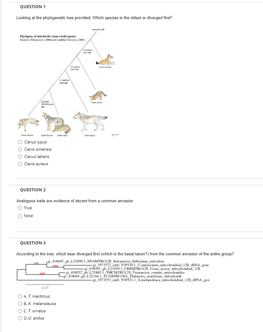 Solved Looking at the phylogenetic tree provided, Which | Chegg.com