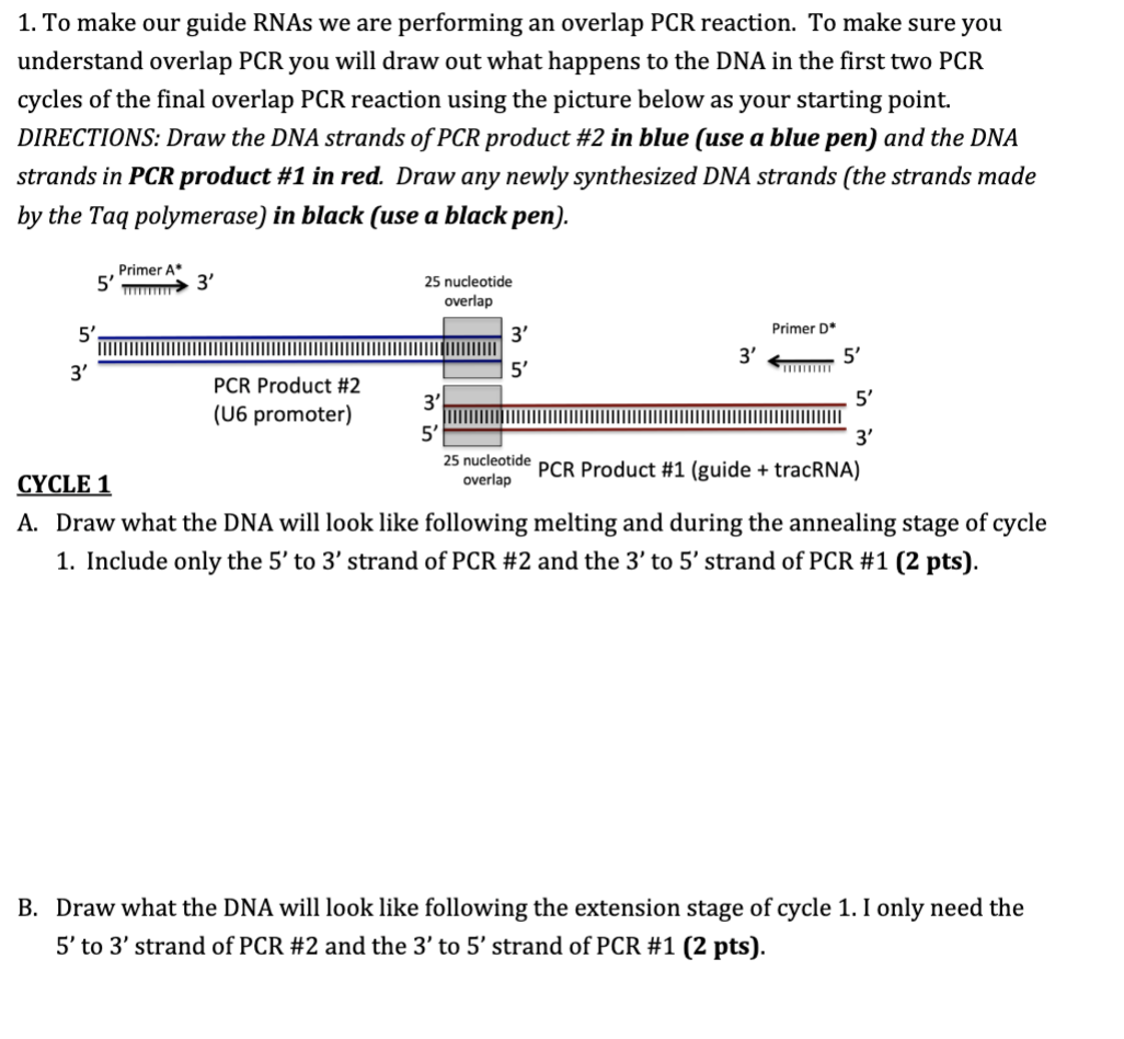 Solved 1. To make our guide RNAs we are performing an | Chegg.com