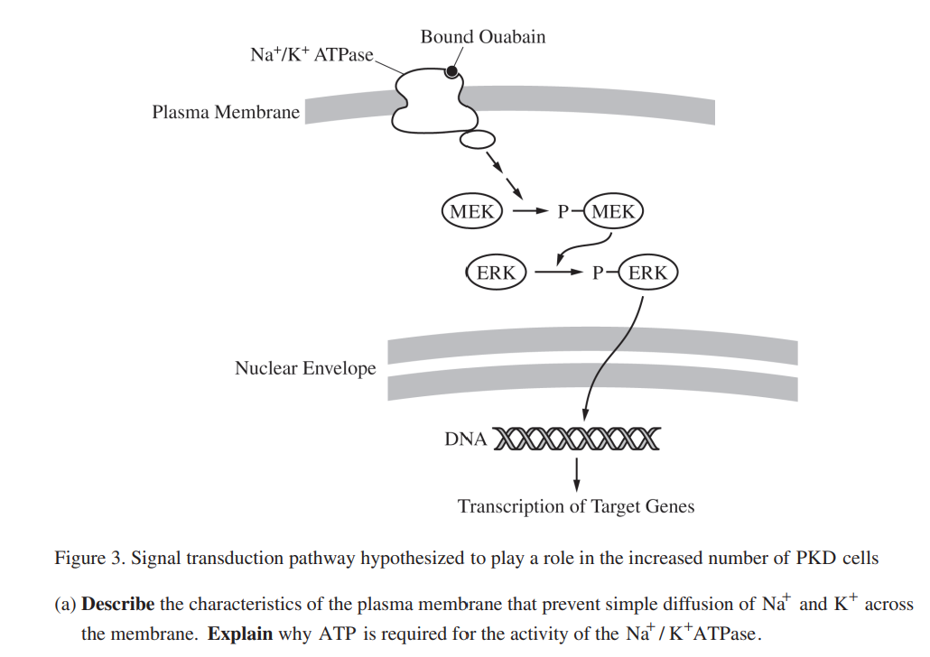 Solved Figure 3. Signal transduction pathway hypothesized to | Chegg.com