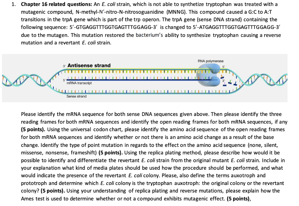 1. Chapter 16 related questions: An E. coli strain, | Chegg.com