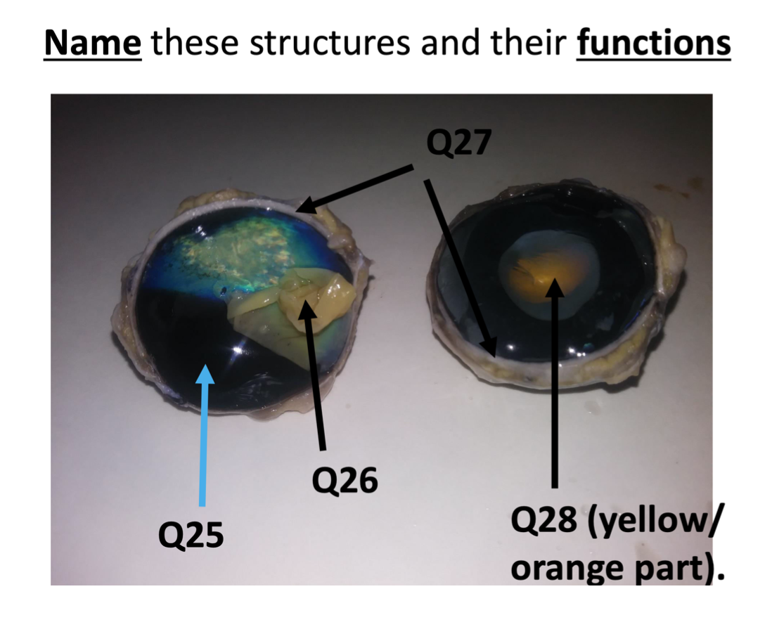 Solved Name these structures and their functions Q27 Q26 Q25 | Chegg.com
