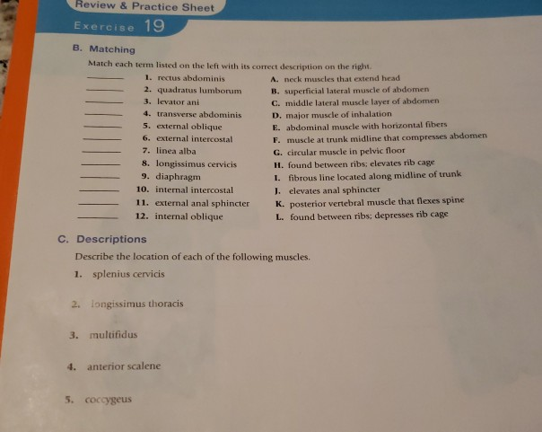 Solved Review & Practice Sheet Exercise 19 B. Matching Match | Chegg.com