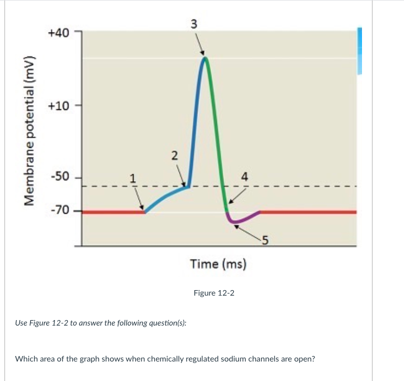 Solved 3 +40 +10 Membrane potential (mv) 2 -50 1 4 1 1 - -70 | Chegg.com