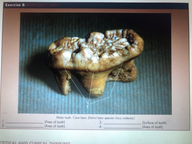 Solved Exercise 6entination conta 1 2 Molar Tooth Cave bear | Chegg.com