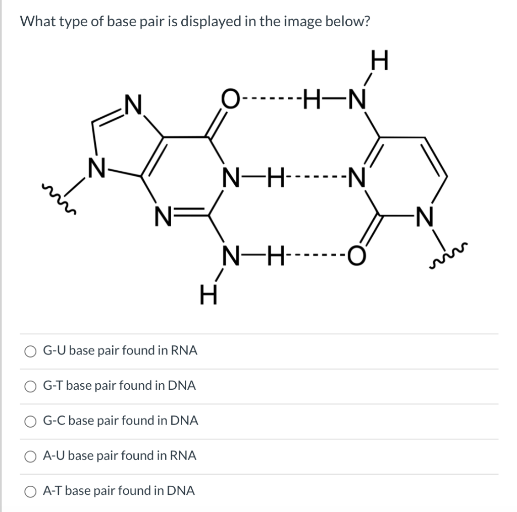 Solved What type of base pair is displayed in the image | Chegg.com