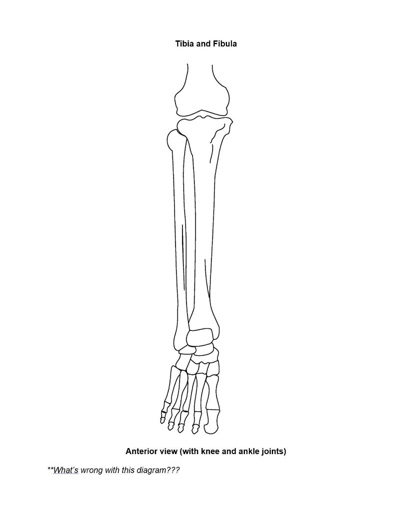 Tibia And Fibula Diagram