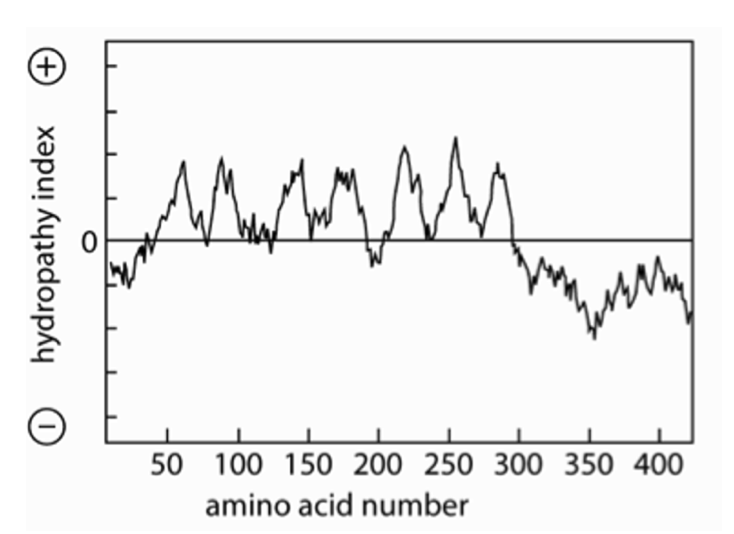 Solved The membrane-spanning region of many transmembrane | Chegg.com