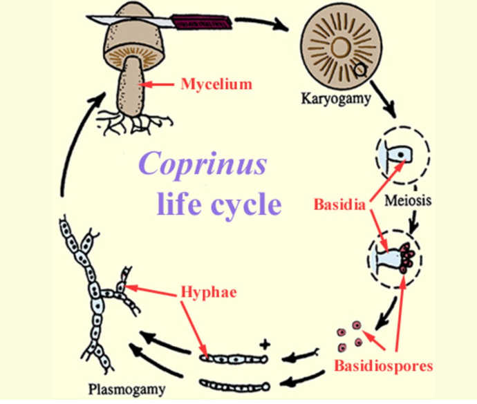 Solved Using your results for the Coprinus life cycle, write | Chegg.com