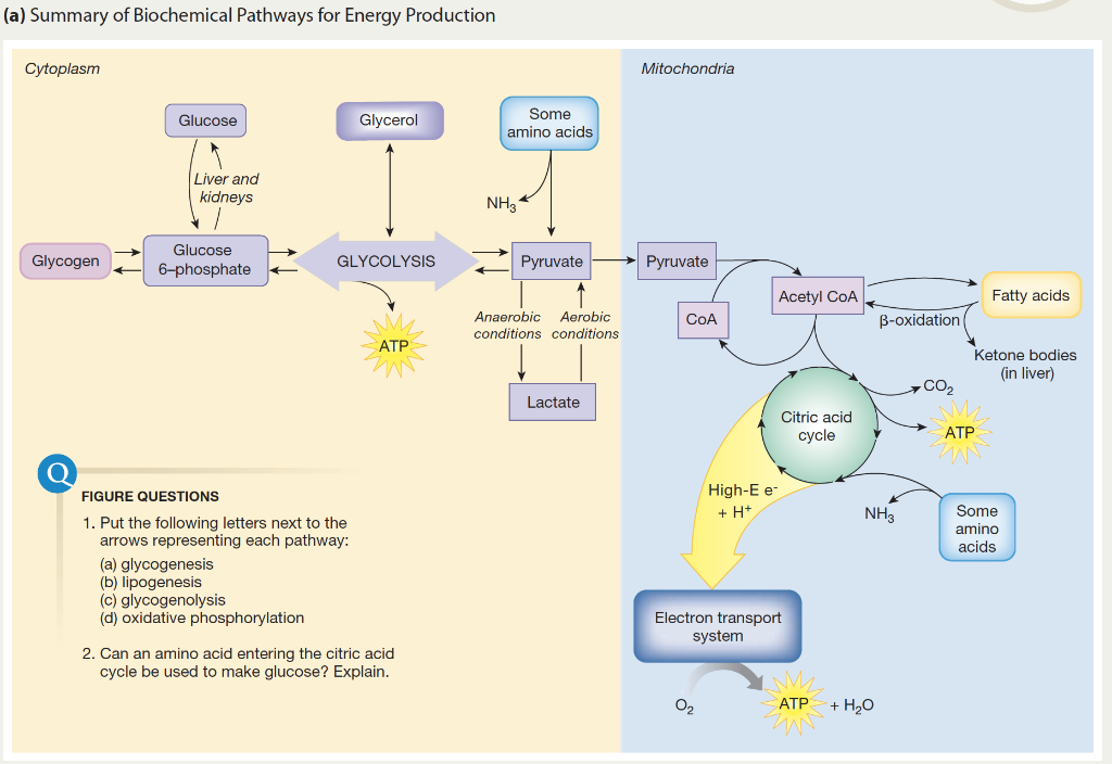 Solved (a) Summary of Biochemical Pathways for Energy | Chegg.com