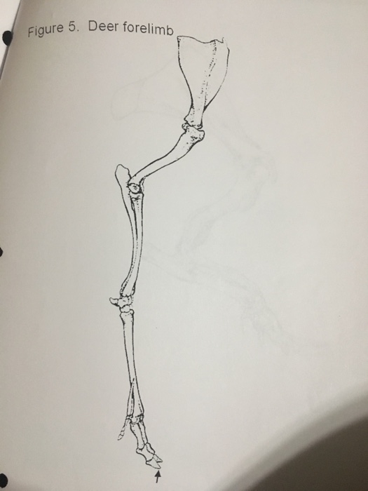 Solved ure 5. Deer forelimb Fig | Chegg.com