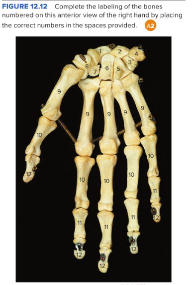 Solved FIGURE 12.12 Complete the labeling of the bones | Chegg.com