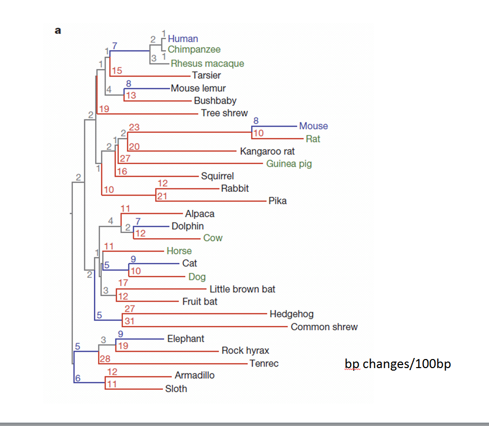 Solved Consider the mammalian phylogeny in the attached | Chegg.com