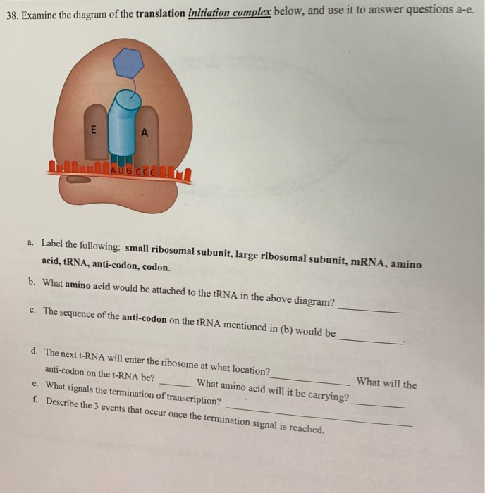 Solved 38. Examine the diagram of the translation initiation | Chegg.com