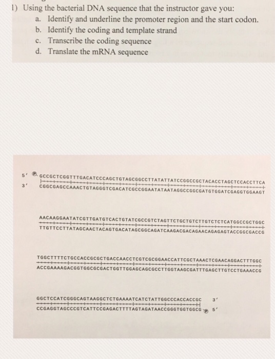 1) Using the bacterial DNA sequence that the | Chegg.com