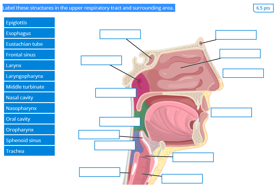 Solved Label these structures in the upper respiratory tract | Chegg.com